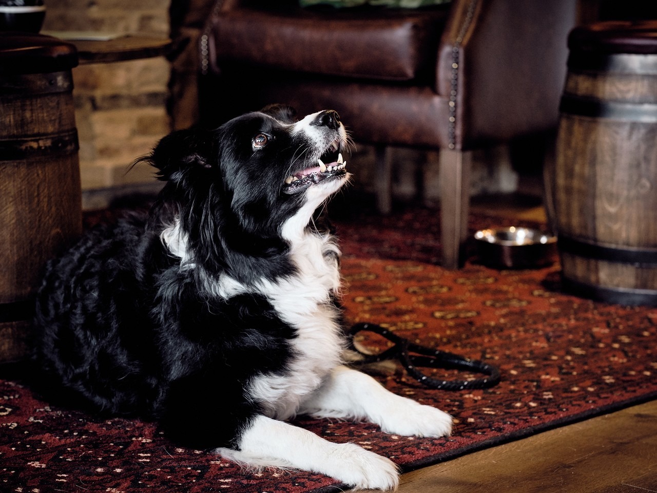 Sunday Menu (Dog Friendly) - Guinness Arms