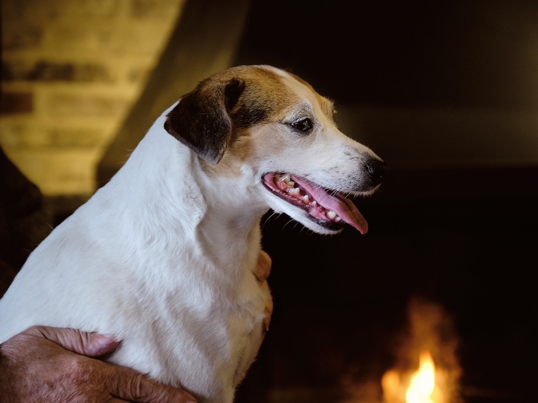 Main Menu (Dog Friendly) - Guinness Arms